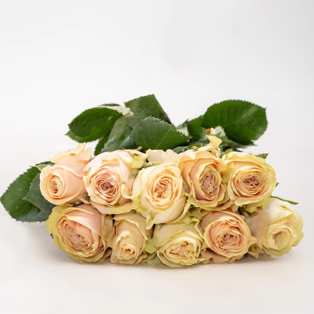 Roxanne Rose - Flawless Empire LTD